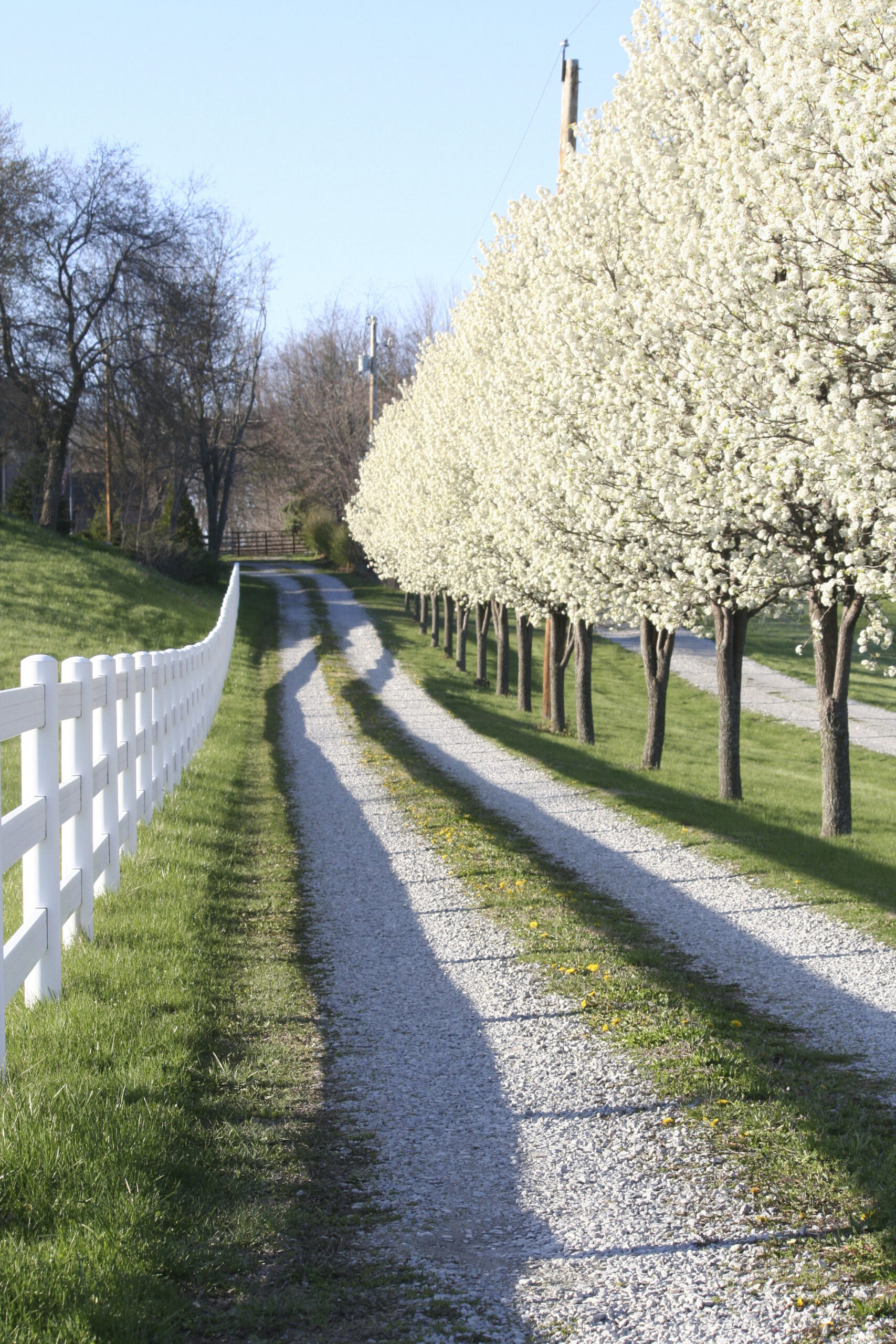 Grass driveways | BUILD